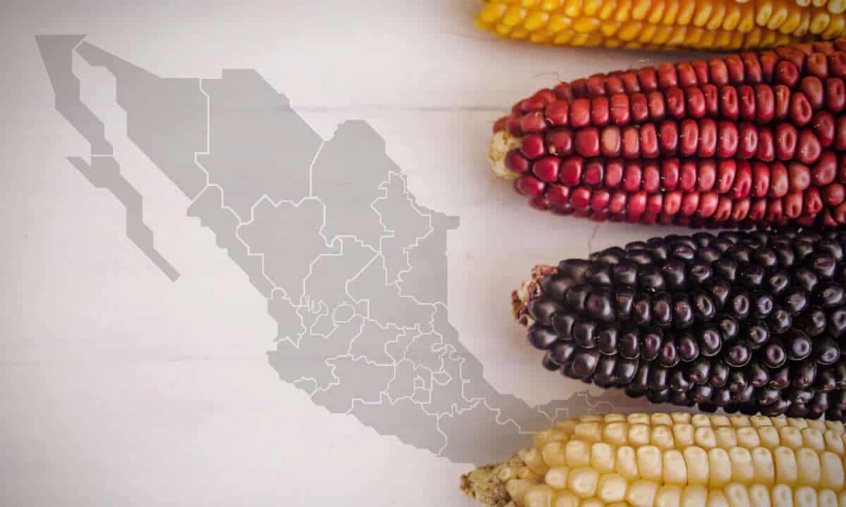 MÉXICO APORTÓ AL MUNDO EL MAÍZ; AHORA IMPORTA 16 MILLONES DE TONELADAS ...